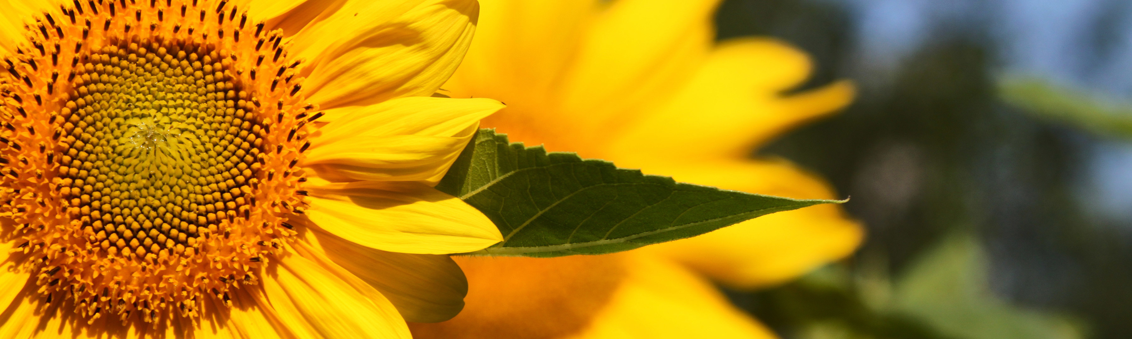 Kansas City Florist & Same-Day Flower Delivery | Toblers Flowers MO